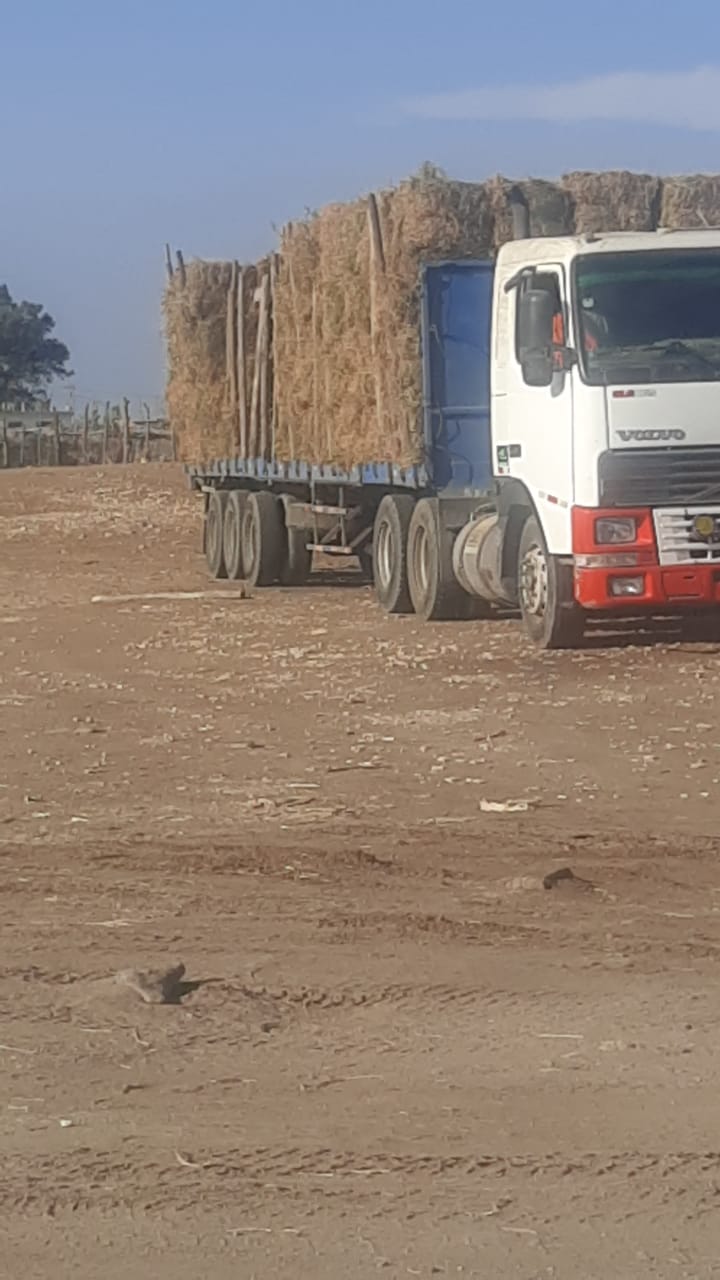 Pacas De Heno, Que Son Y Como Se Hacen | Artículos del blog