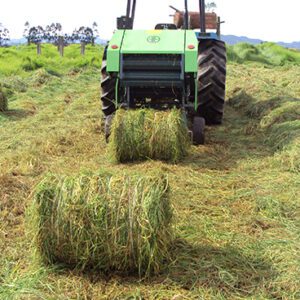 Pacas De Heno, Que Son Y Como Se Hacen | Artículos del blog